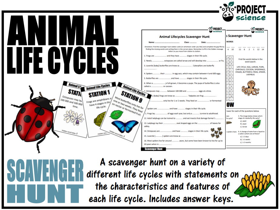 Animal Life Cycles Scavenger Hunt | Teaching Resources
