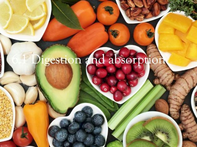 IBDP Biology chapter 6.1 Digestion & absorption | Teaching Resources