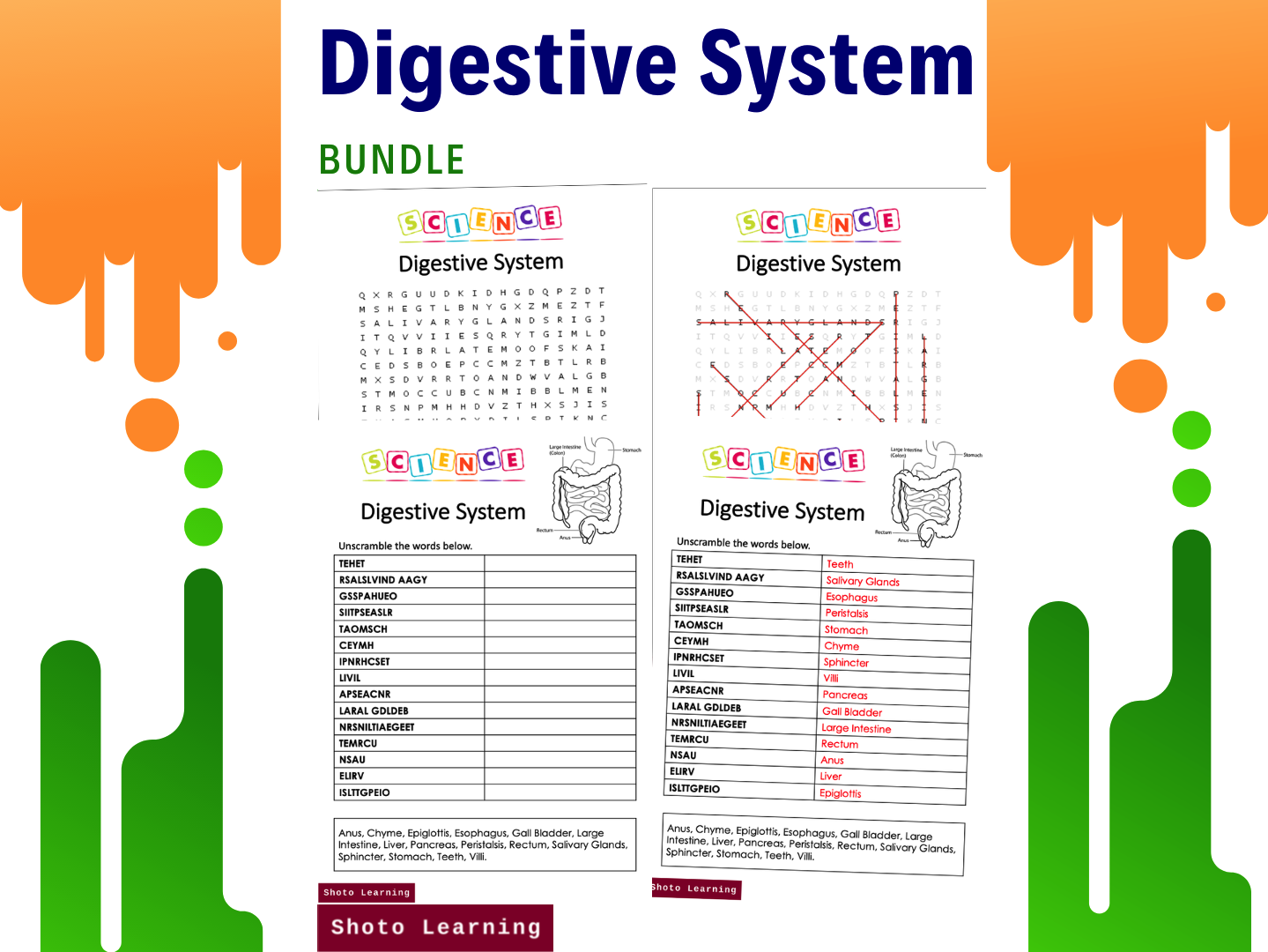 DIGESTIVE SYSTEM SCIENCE ACTIVITY BUNDLE WORD FIND SCRAMBLE WORDS ...