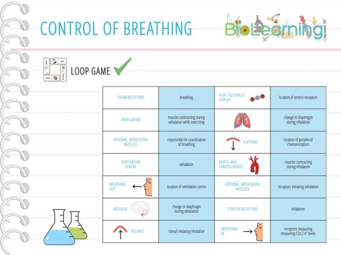 Control of Breathing - Loop Game (KS5) | Teaching Resources