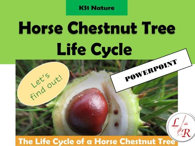 Horse Chestnut Tree Life Cycle PowerPoint EYFS and KS1 | Teaching Resources