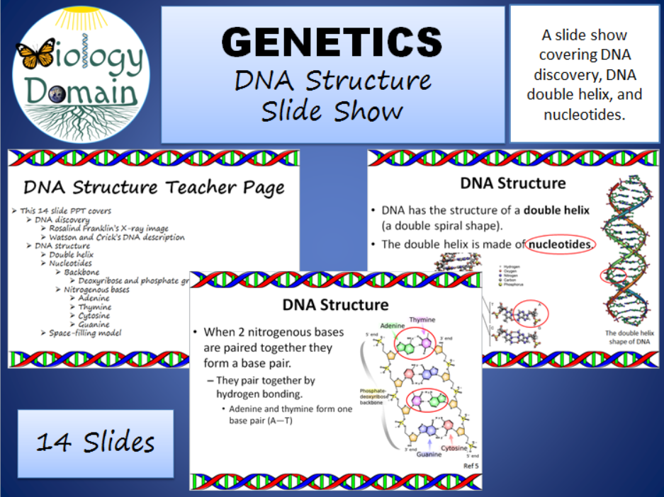 Genetics: DNA Structure Slide Show | Teaching Resources