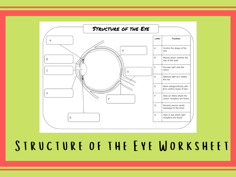 Structure Of The Eye Worksheet Teaching Resources