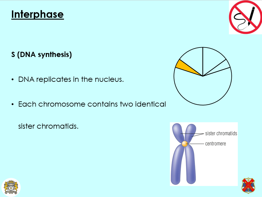 OCR A - A Level Bio, The cell cycle, 2.1.6 (a) and (b) | Teaching Resources