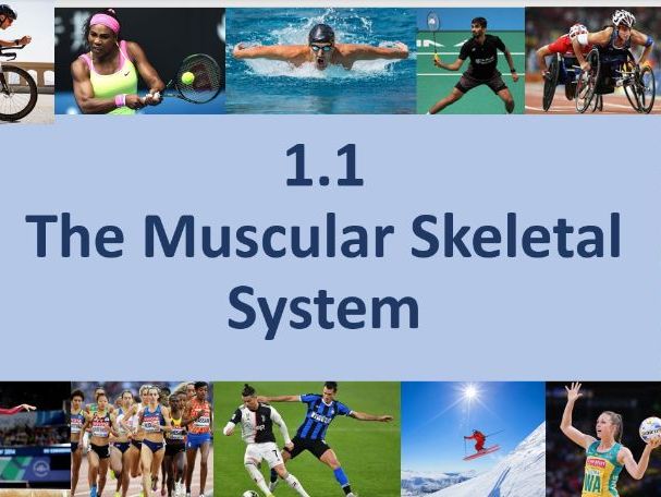 EDEXCEL A-Level PE FULL LESSONS Yr1 Chapter 1 - Muscular Skeletal ...