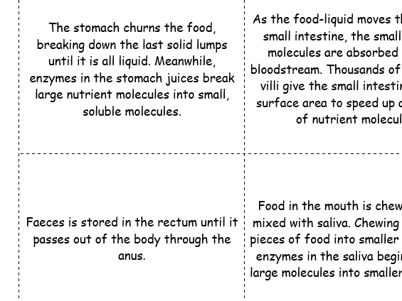 Digestive Process Cut and Stick Teaching Resources