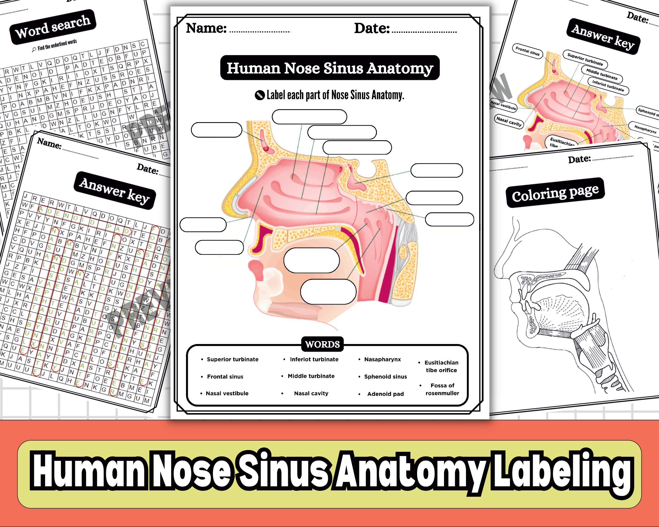 Human Nose & Sinus Anatomy Worksheets-Labeling Diagram-Word Search ...