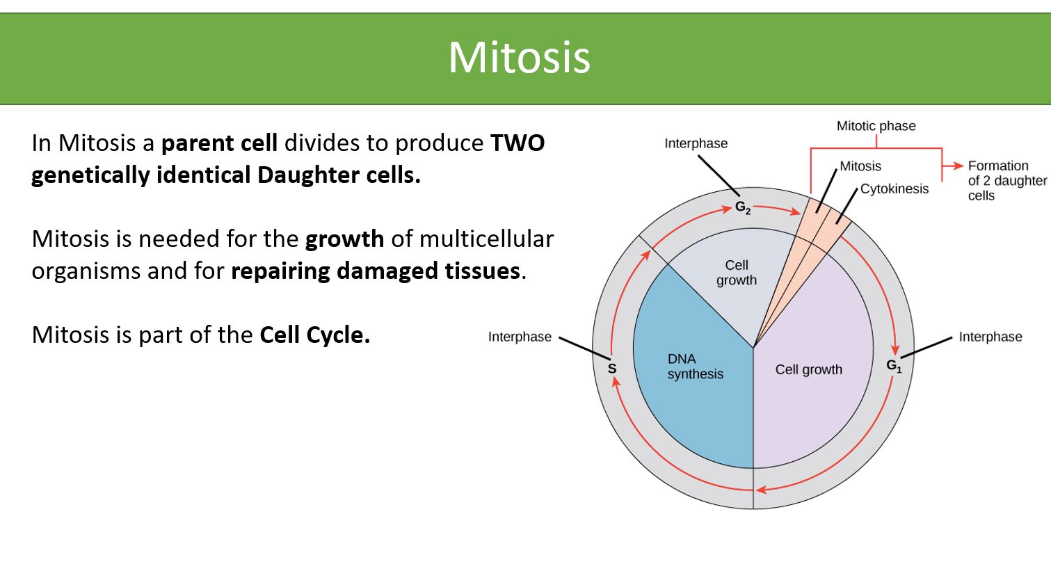 Mitosis and the Cell cycle | Teaching Resources