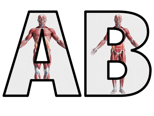 Human Body Muscle Groups Science Lettering Set Display Title Letters ...