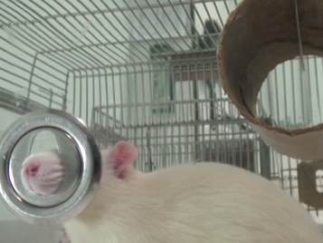 Lab rats close-up | Teaching Resources