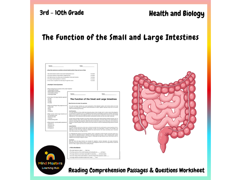 The Function of the Small and Large Intestines Reading Comprehension ...