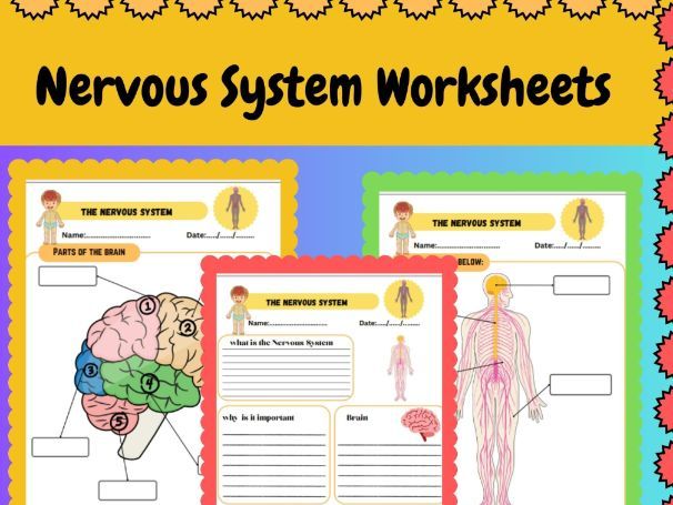 Human Body Systems | Nervous System | Worksheets and activities ...
