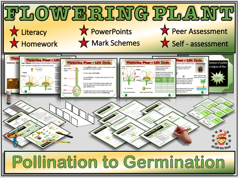 Plants - Anatomy and Life Cycle of the Flowering Plant KS3 | Teaching ...