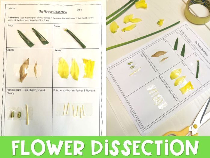 Flower Dissection Worksheets Teaching Resources