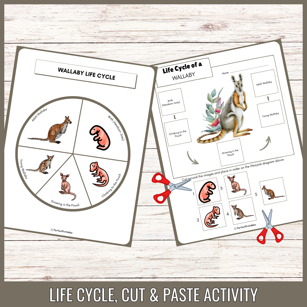 Wallaby Life Cycle: Australian Animal Science Unit Study & Fun Facts ...