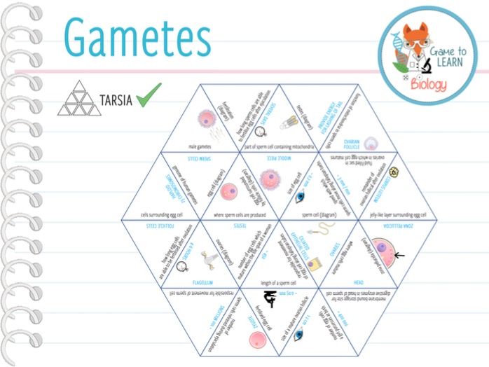 Gametes - Tarsia (KS4/5) | Teaching Resources