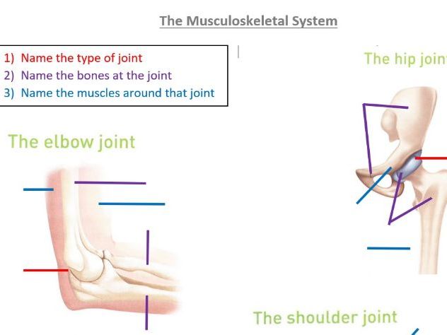 Bones, Muscles and Joints Worksheet | Teaching Resources