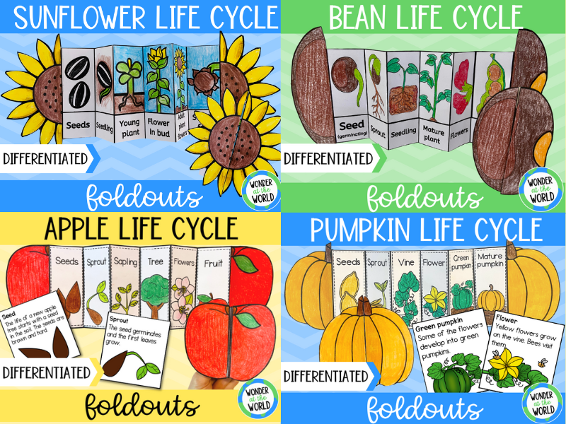 Plant life cycle foldable sequencing activities (sunflower, bean ...