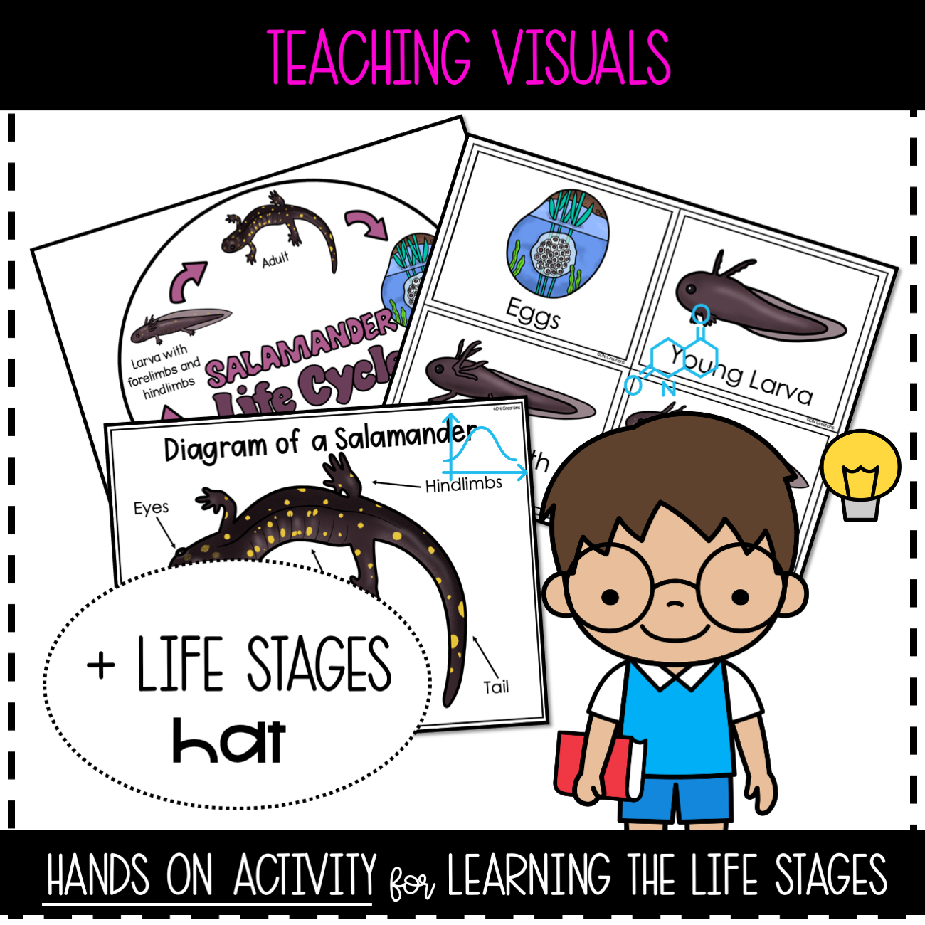 Salamander Life Cycle | Salamander Animal Research | All about ...
