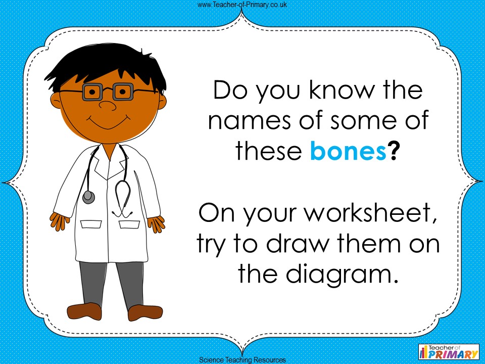 Skeletons - Year 3 | Teaching Resources