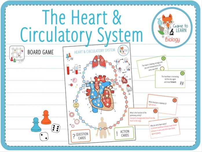 Circulatory System Puzzle