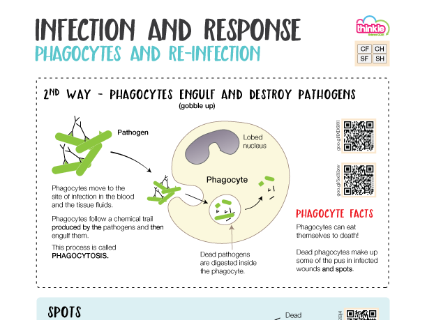 Infection and Response - Specific Immunity (lymphocytes) | Teaching ...