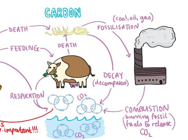 WATER, DECAY AND CARBON CYCLE Revision & Questions GCSE 9-1 Bio ...