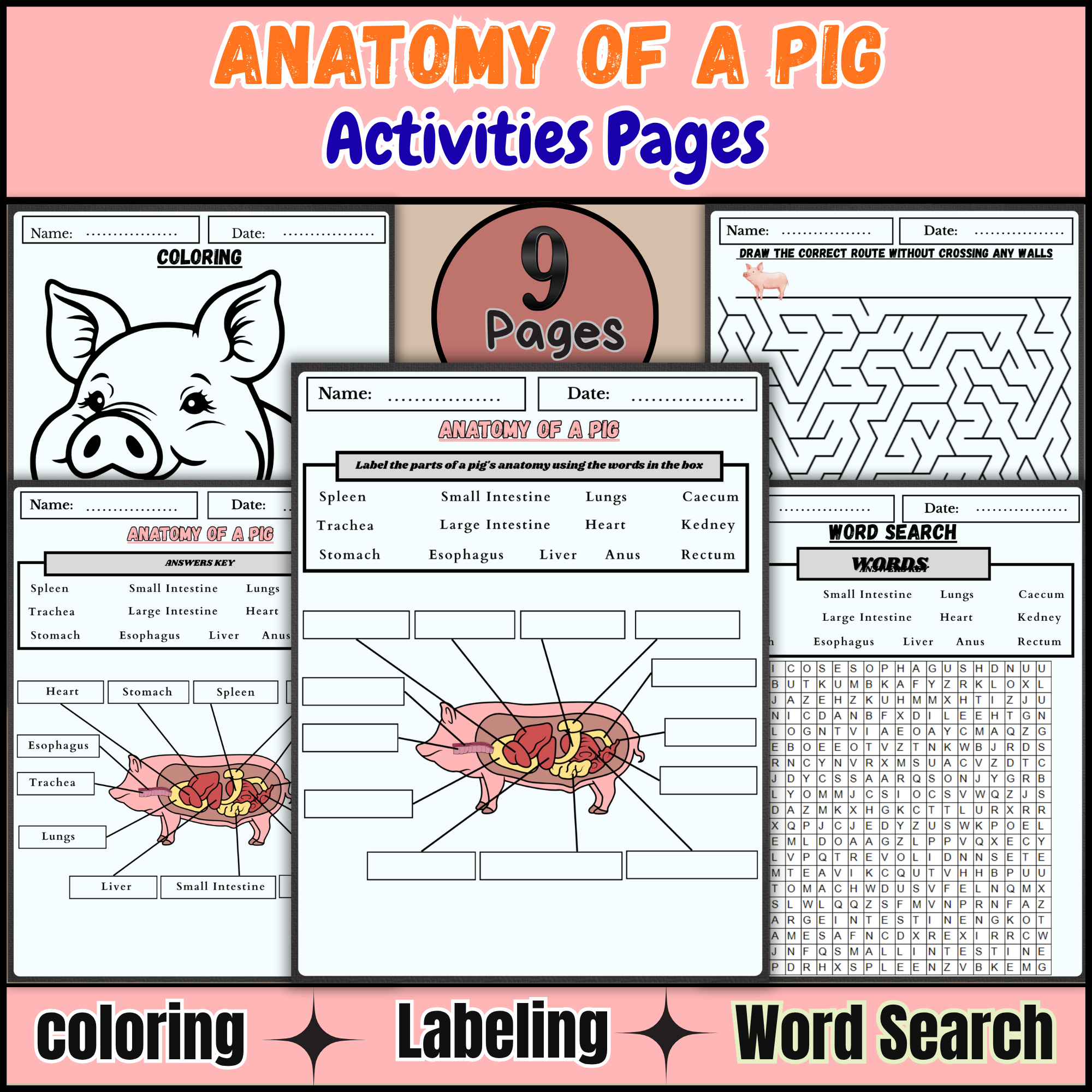 Anatomy of a Pig | Teaching Resources