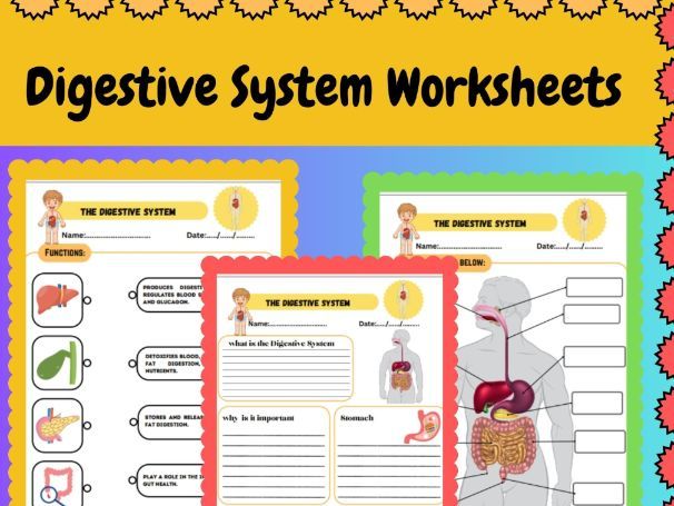 Human Body Systems | Digestive System Worksheets | Teaching Resources