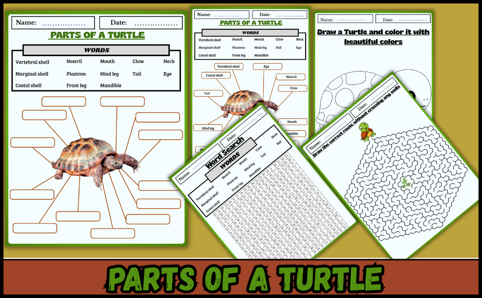 Parts of a Turtle | Labeling Worksheet, Word Search, Coloring & Maze ...