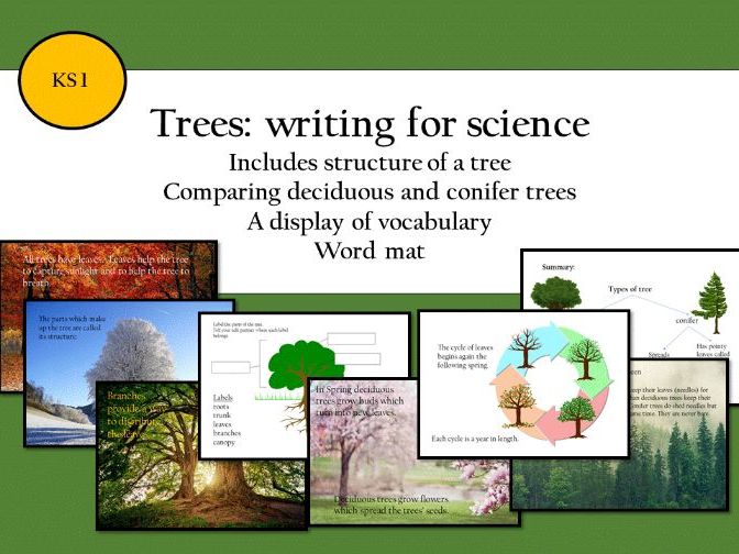 KS1 trees: writing for science | Teaching Resources