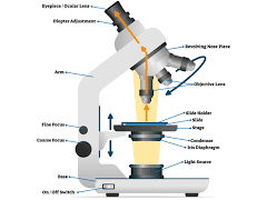 Light and electron microscope | Teaching Resources