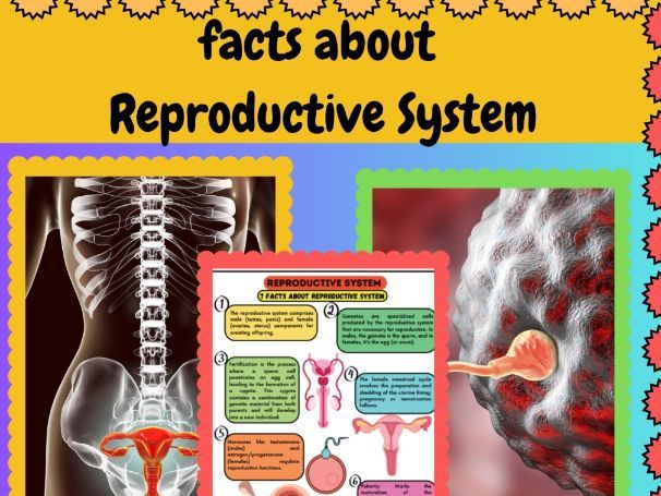 Human Body Systems | Facts About Reproductive System | Teaching Resources