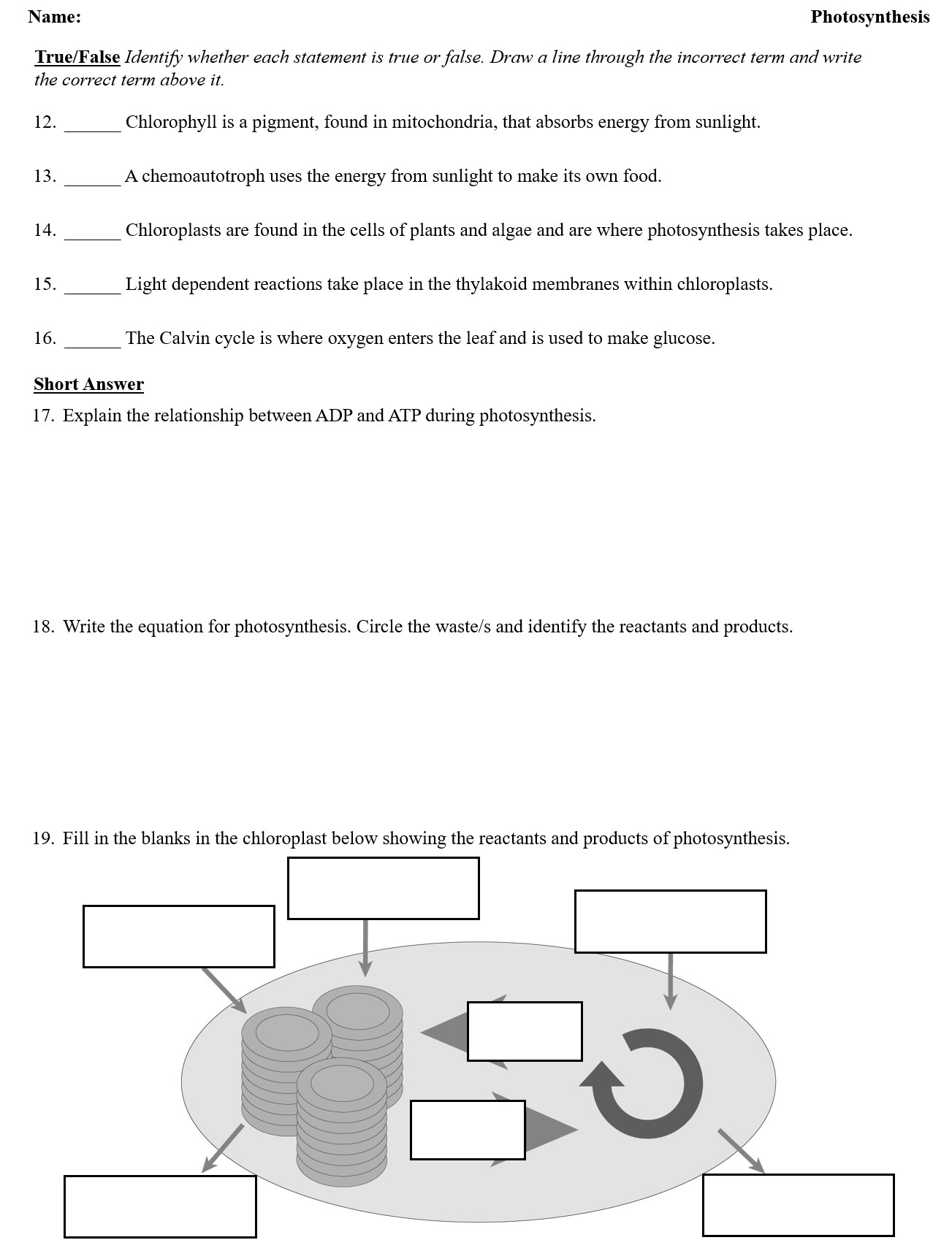 Photosynthesis Test, Review Questions, and Answer Keys | Teaching Resources