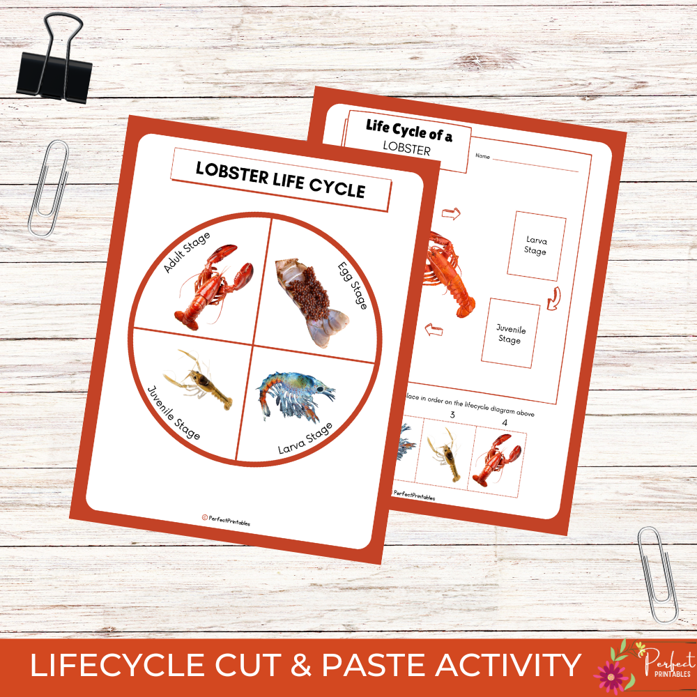 Life Cycle of a Lobster Worksheet | Ocean Animal Unit Study With Fun ...