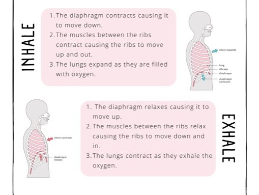 S2 BGE Body Systems Notes Teaching Resources