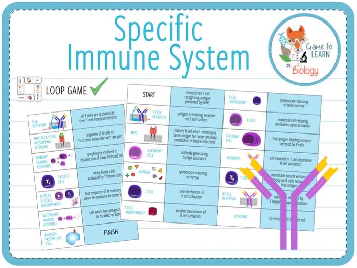 Specific Immune System - Loop Game (KS5) | Teaching Resources