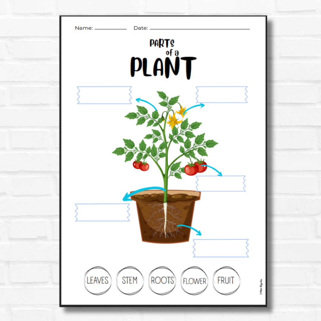 Plants Project Based Learning – Life Cycle, Parts of a Plant (60+ Pages ...
