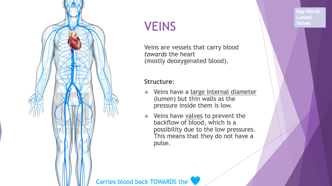 The Cardio-Respiratory System - AQA GCSE PE | Teaching Resources
