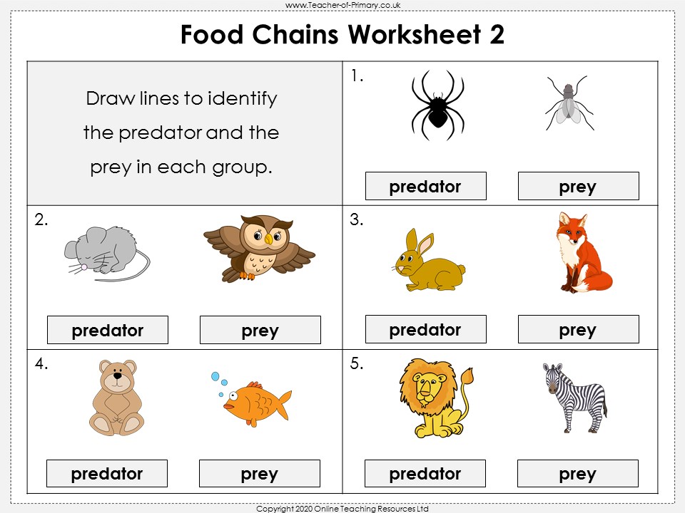Food Chains - Year 4 | Teaching Resources