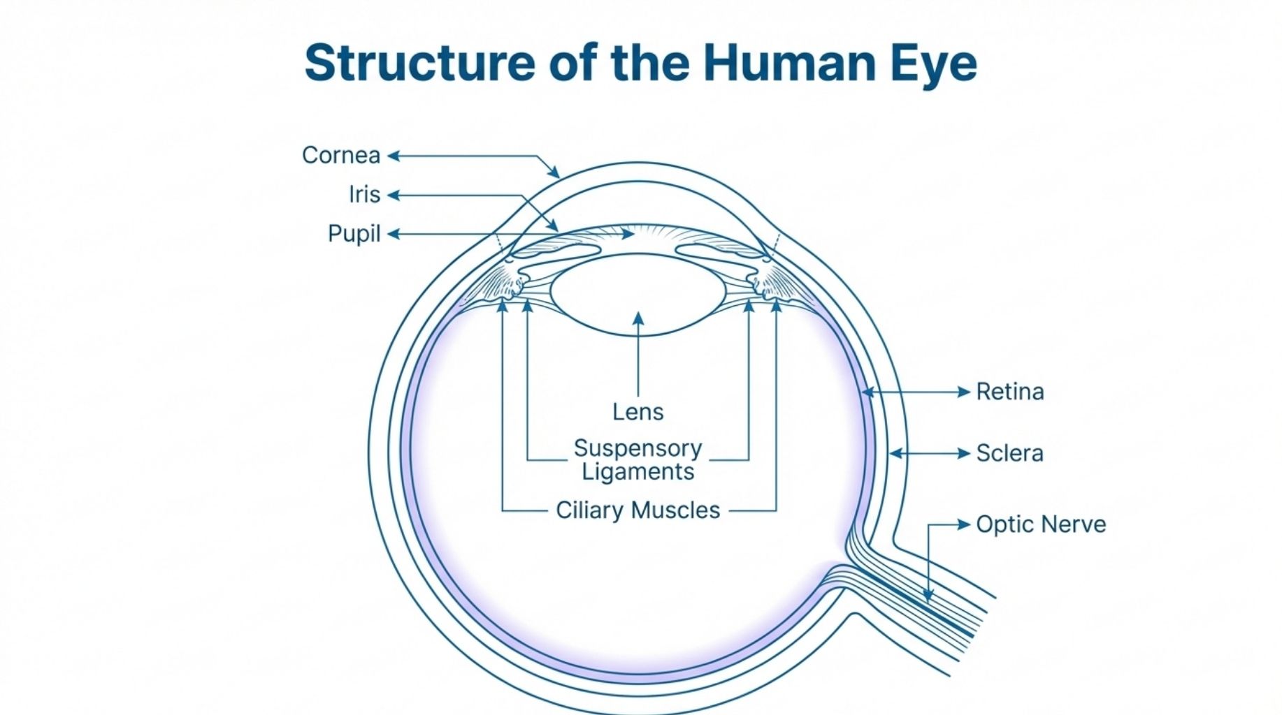 Diagram Of The Eye Gcse Biology
