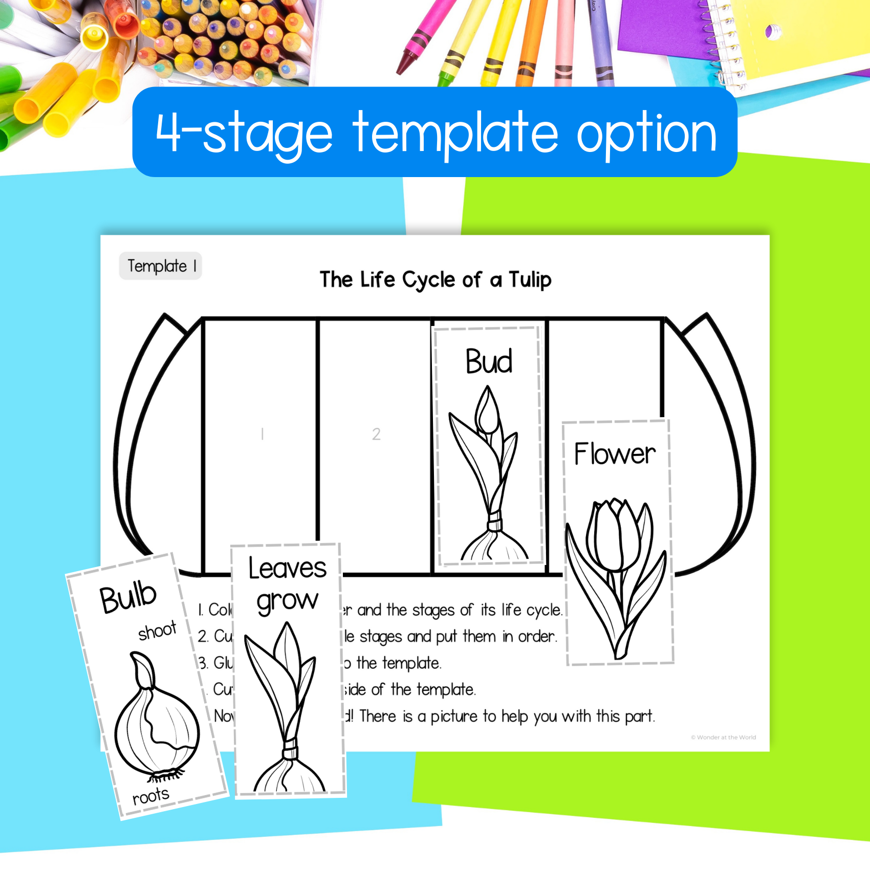 Life cycle of a tuilp flower plant sequence and fold craft activity KS1 ...