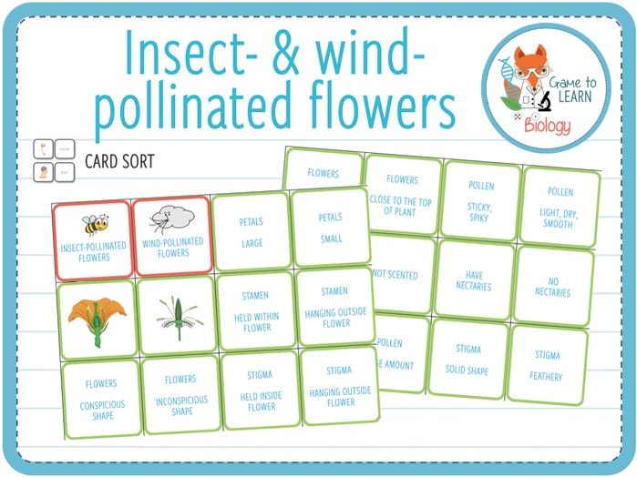 Insect- and wind-pollinated flowers - Card Sort (KS3) | Teaching Resources