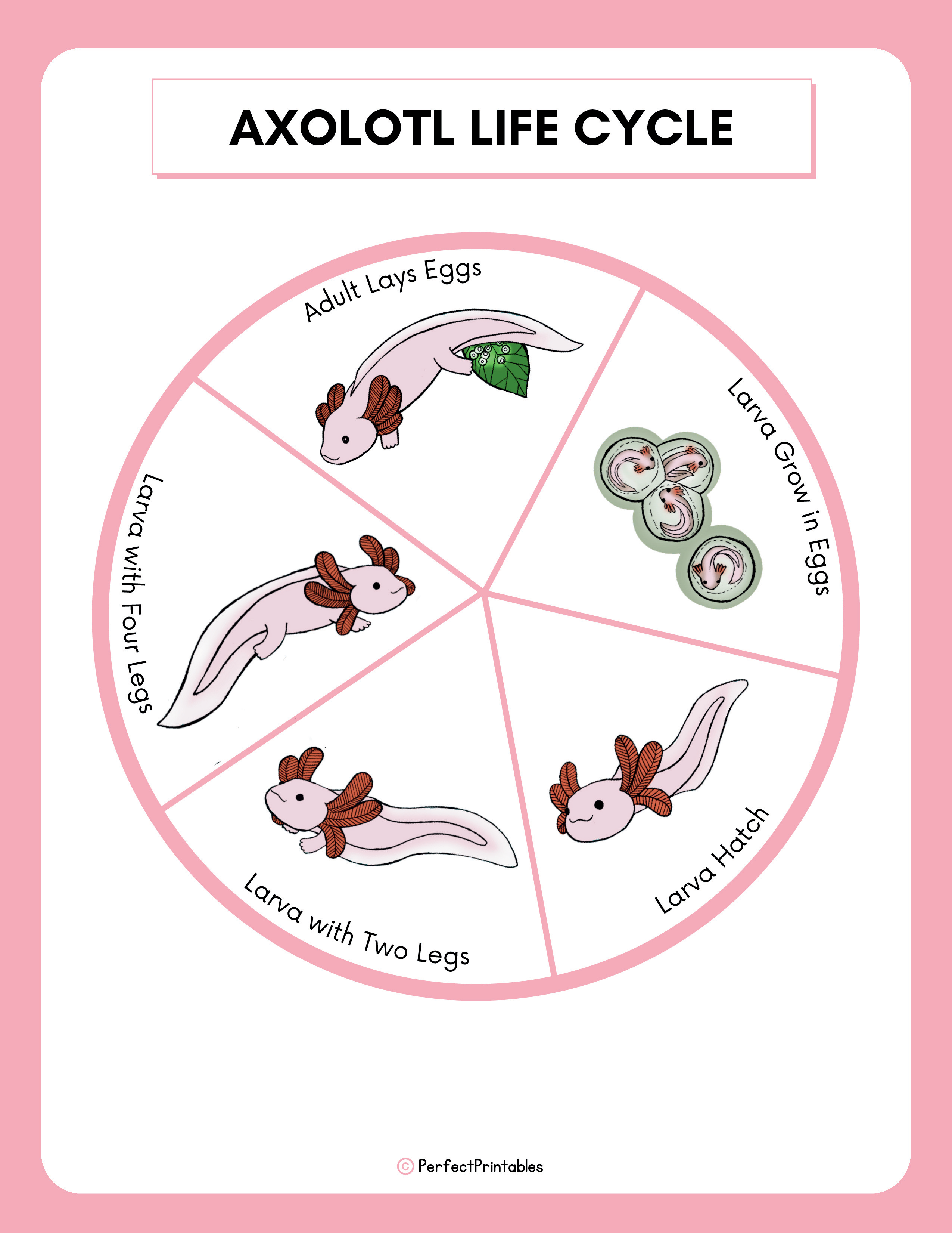 Life Cycle of an Axolotl Worksheet | Amphibian Unit Study With Fun ...