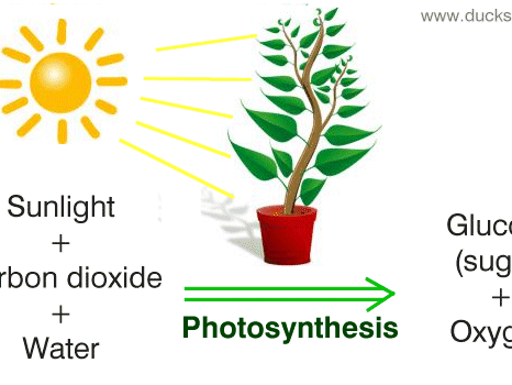 New 9-1 Science Trilogy B1.8 Photosynthesis | Teaching Resources